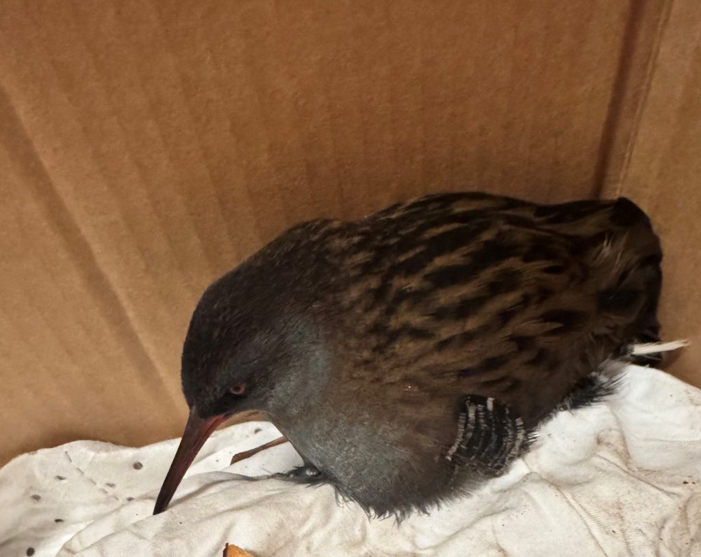 Bird in peril? Altrad’s offshore team to the rescue! | Altrad Services ...